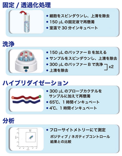 Flowscript™ Hpv E6 E7 アッセイキット フローサイトにより短時間でヒトパピローマウイルス E6 E7 の
