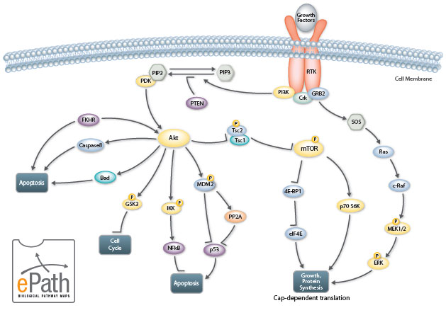 TSC2遺伝子 - meddic