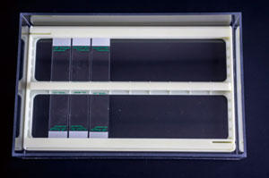 RNAscope® Duplex（二重染色）発色アッセイ | コスモ・バイオ株式会社