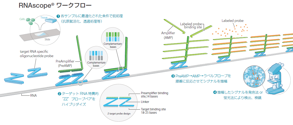 RNAscope® (トップページ) | 自動染色も可能な超高感度 RNA in situ ハイブリダイゼーション | コスモ・バイオ株式会社