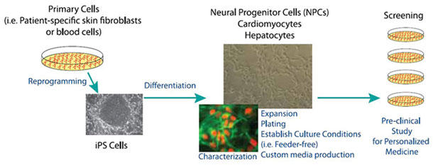 ES/iPS 細胞の分化誘導受託サービス Applied StemCell社：ESC/iPSC を NPCs、心筋細胞、肝細胞に分化誘導します ...