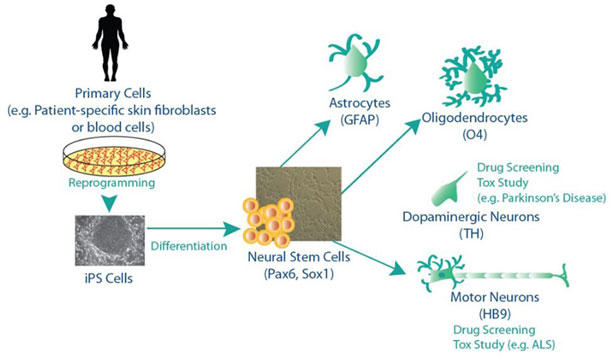 ES/iPS 細胞の分化誘導受託サービス Applied StemCell社：ESC/iPSC を NPCs、心筋細胞、肝細胞に分化誘導します ...