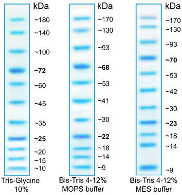 Bio-Helix社 タンパク質ラダー | SDS-PAGEでのタンパク質分離、ウェスタンブロットでの膜転写効率の確認などに | コスモ ...