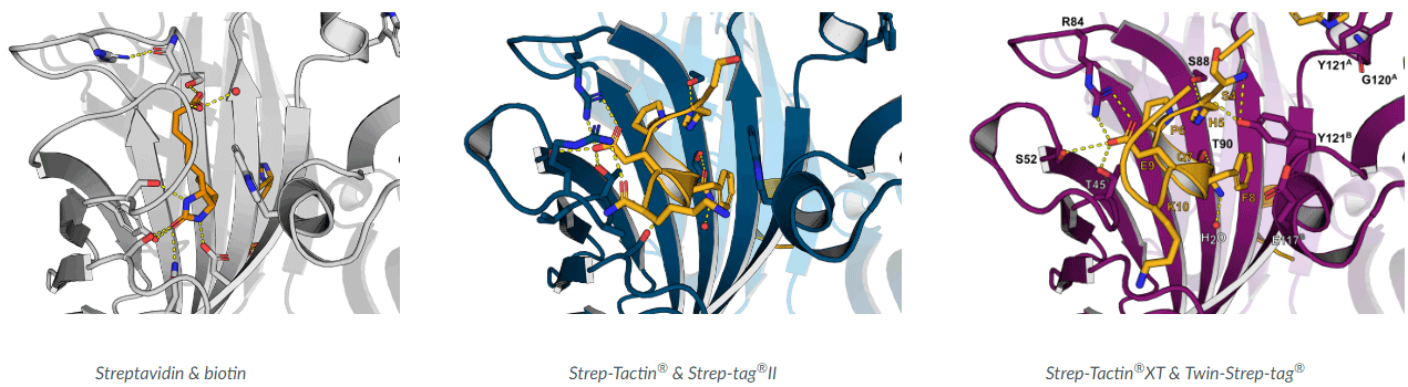 Strep-tag® / Strep-Tactin® システム入門 | IBA社独自のアフィニティクロマトグラフィーシステム | コスモ ...