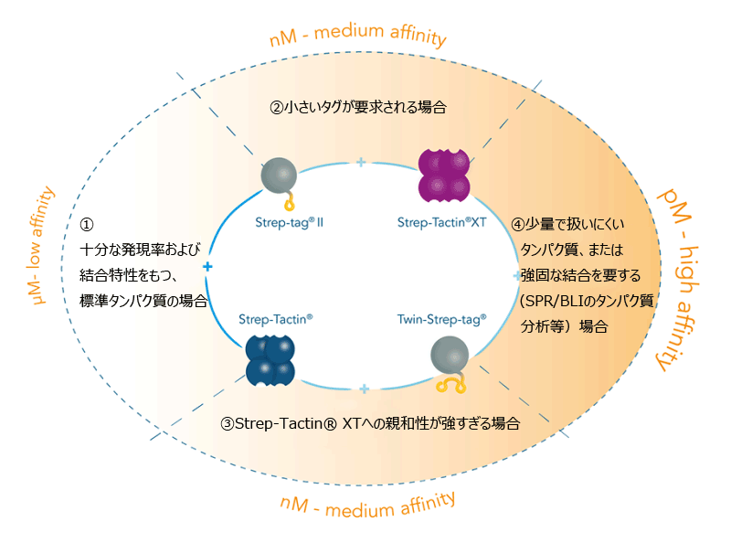 Strep-tag® / Strep-Tactin® システム入門 | IBA社独自のアフィニティクロマトグラフィーシステム | コスモ ...