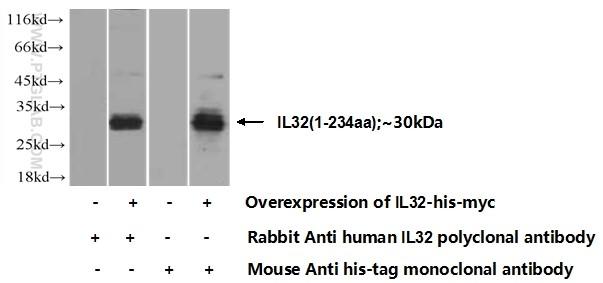 IL32 抗体 | コスモ・バイオ株式会社